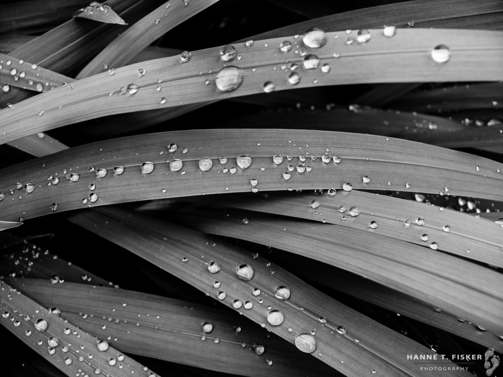 Poets Marbles (I) – Hanne T. Fisker Photography Art