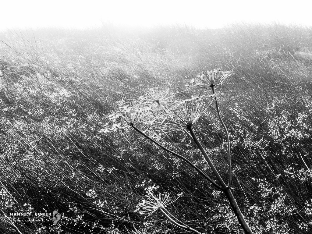 We Are (I) – Hanne T. Fisker Photography Art