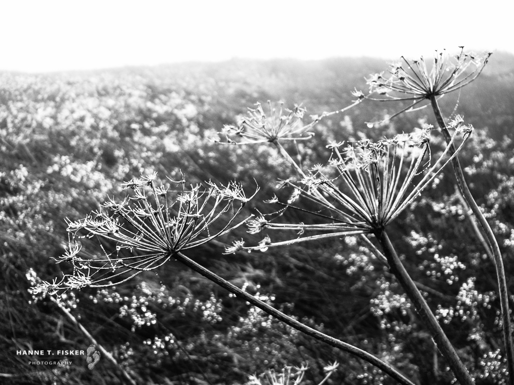 We Are (II) – Hanne T. Fisker Photography Art