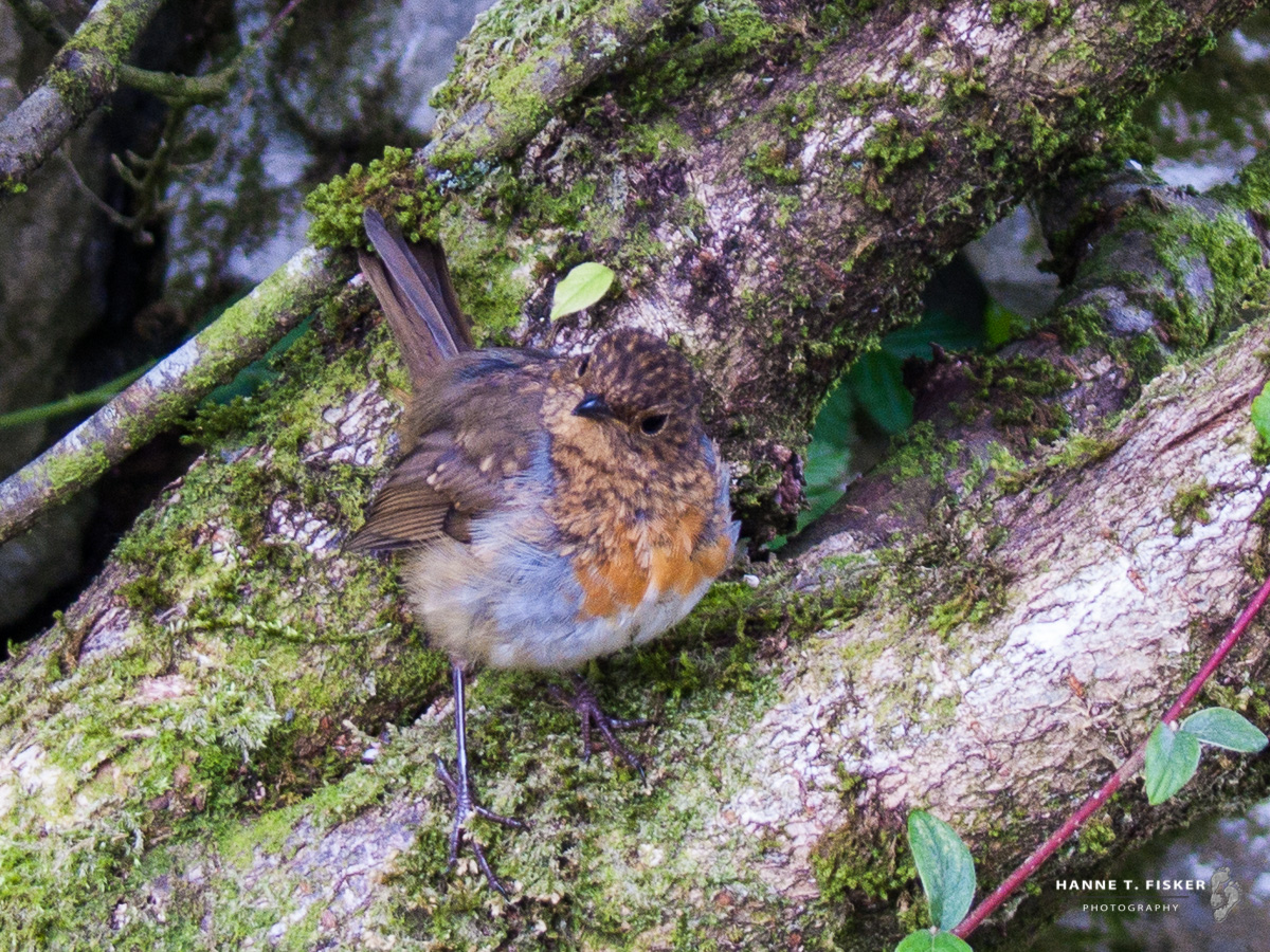 My friend the winged one – Hanne T. Fisker Photography Art