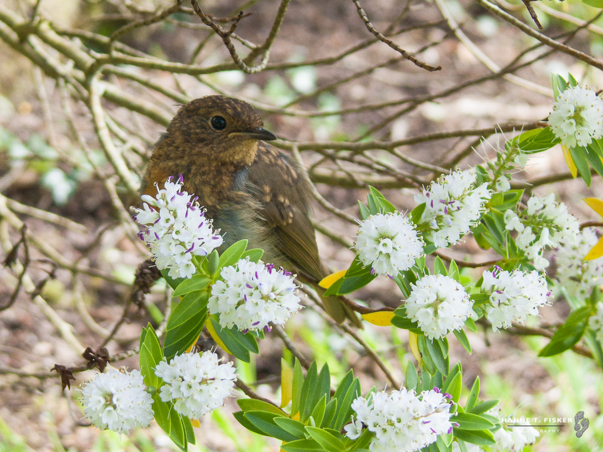 My Friend The Winged One – photobombing – Hanne T. Fisker Photography Art