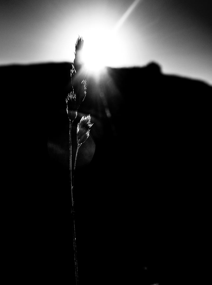 I Stand – Hanne T. Fisker Photography Art